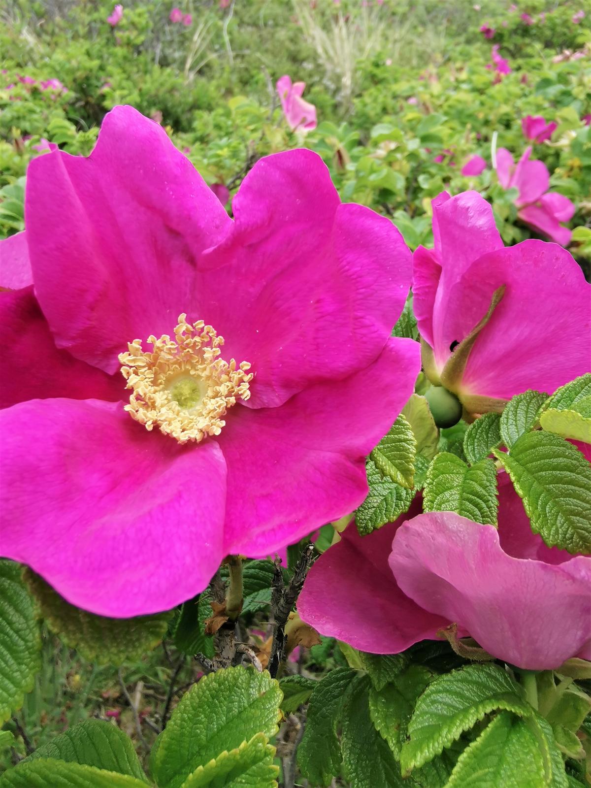 Die neue Ernte der Sylter Rose - das Rosen-Huus half bei der Ernte