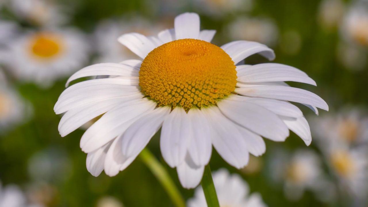 Kamille - Das bewirkt die großartige Pflanze in der Kosmetik